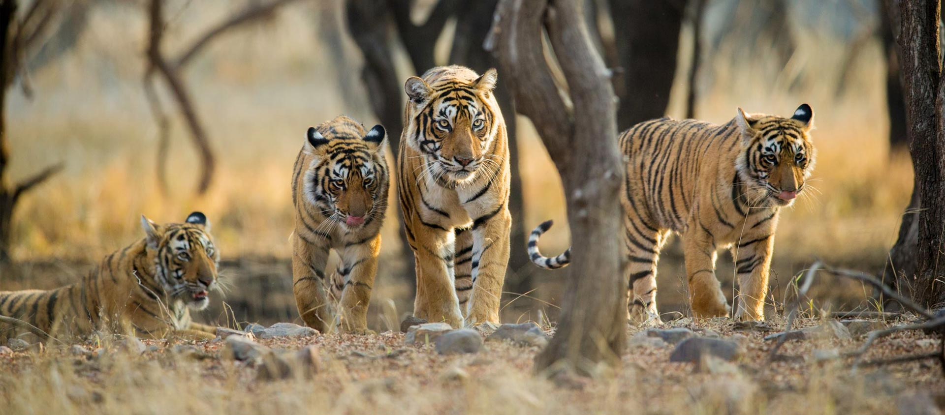 Customized Wildlife Tour Packages | Wildlife Tour Packages in India | Wildlife Tours